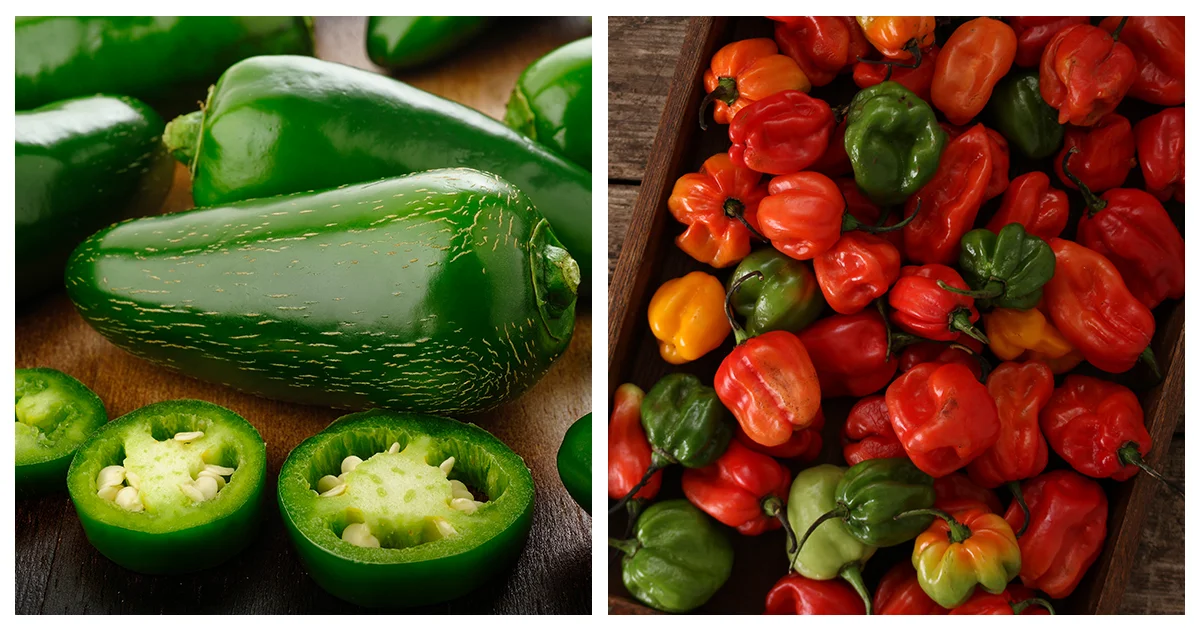 Scotch Bonnet VS Jalapeño: How Are They Different? | HolisticWow