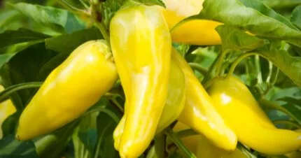 Banana Pepper - All about Heat, Flavor, Uses, Substitutes | HolisticWow
