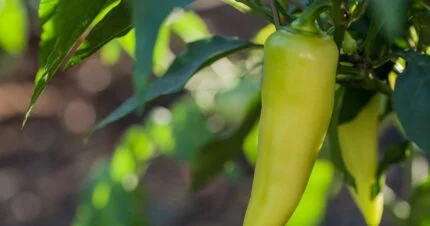 Banana Pepper – All about Heat, Flavor, Uses, Substitutes