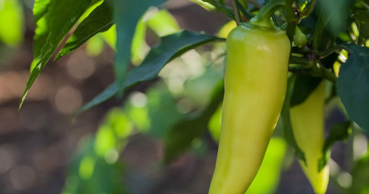 Banana Pepper - All about Heat, Flavor, Uses, Substitutes | HolisticWow