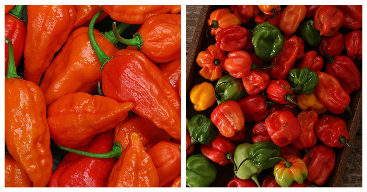 Ghost Pepper VS Scotch Bonnet: How Are They Different? | HolisticWow