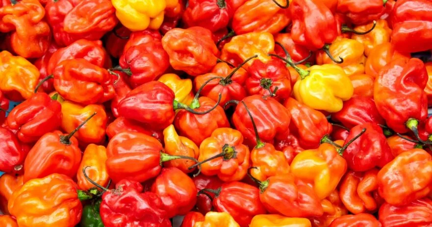 Habanero Pepper - All about Heat, Flavor, Uses, Substitutes | HolisticWow