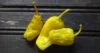 Pepperoncini Pepper - All about Heat, Flavor, Uses, Substitutes 🌶️