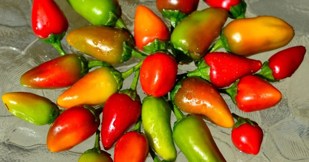 Fresno pepper - All about Heat, Flavor, Uses, Substitutes | HolisticWow