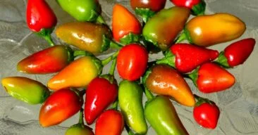 Fresno pepper – All about Heat, Flavor, Uses, Substitutes