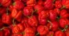 Carolina Reaper - All about Heat, Flavor, Uses, Substitutes | HolisticWow