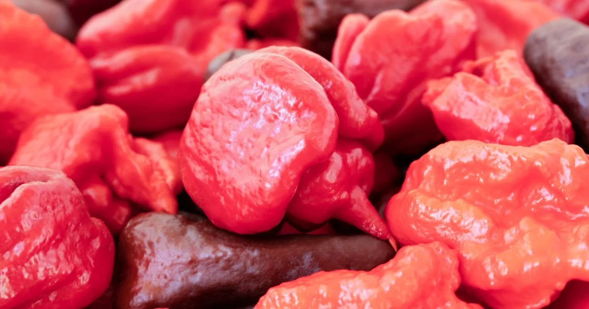 Carolina Reaper - All about Heat, Flavor, Uses, Substitutes | HolisticWow