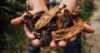 Chipotle Pepper - All about Heat, Flavor, Uses, Substitutes | HolisticWow