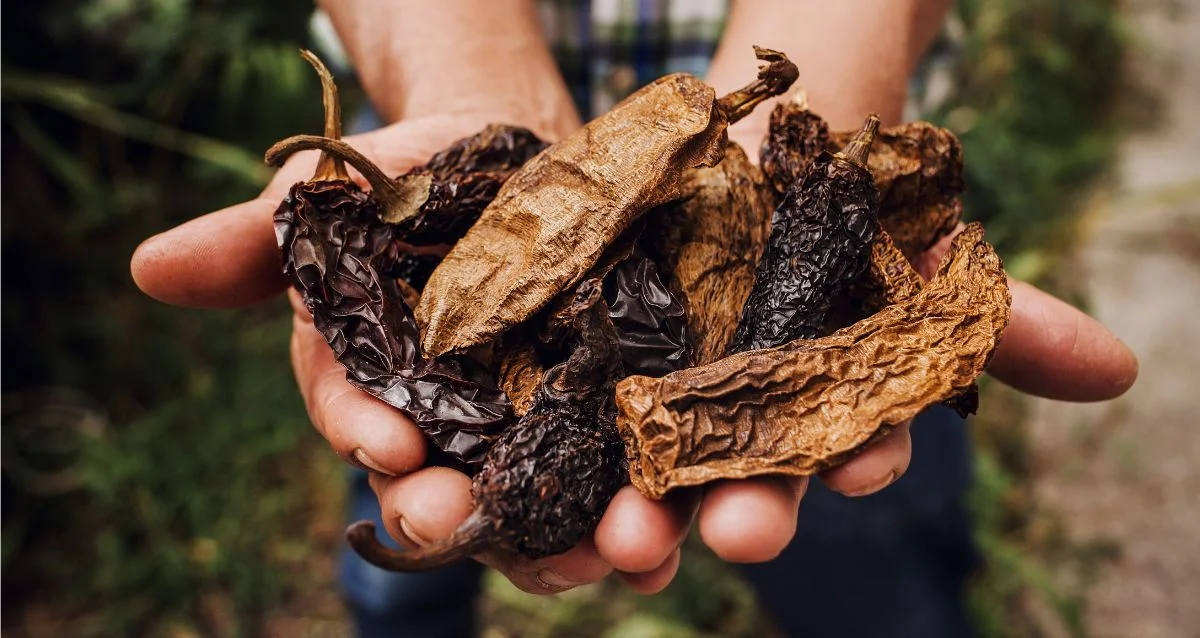 Chipotle Pepper - All about Heat, Flavor, Uses, Substitutes | HolisticWow