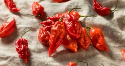 Ghost Pepper - All about Heat, Flavor, Uses, Substitutes 🌶️