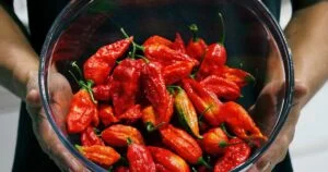 Ghost Pepper - All about Heat, Flavor, Uses, Substitutes 🌶️