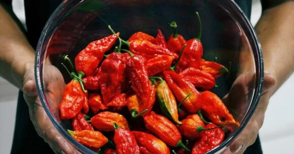 Ghost Pepper - All about Heat, Flavor, Uses, Substitutes 🌶️