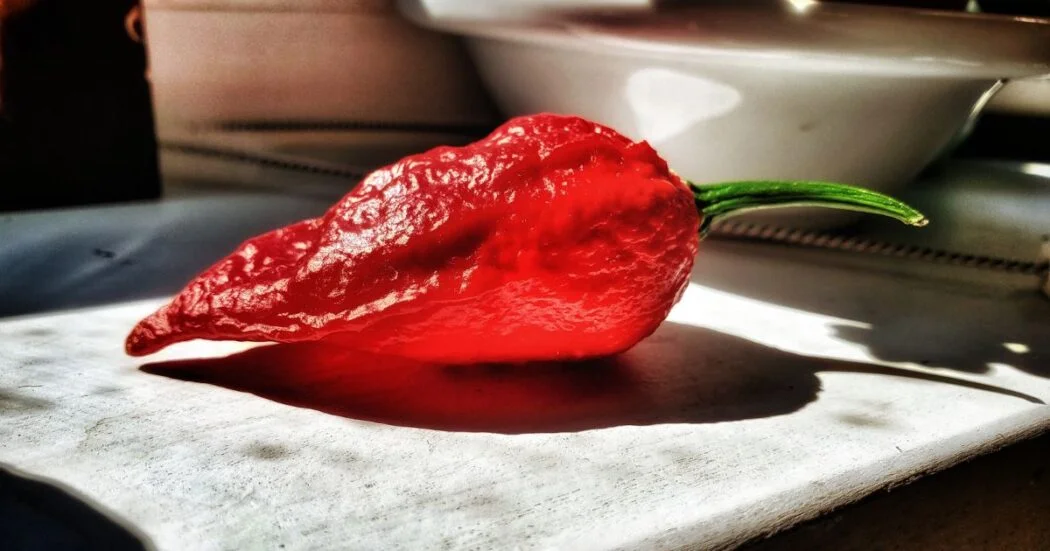 Ghost Pepper - All about Heat, Flavor, Uses, Substitutes 🌶️