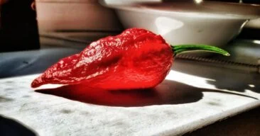 Ghost Pepper - All about Heat, Flavor, Uses, Substitutes 🌶️