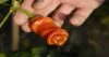 Peter pepper - All about Heat, Flavor, Uses, Substitutes 🌶️
