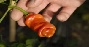 Peter pepper - All about Heat, Flavor, Uses, Substitutes 🌶️