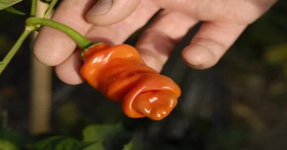 Peter pepper - All about Heat, Flavor, Uses, Substitutes 🌶️