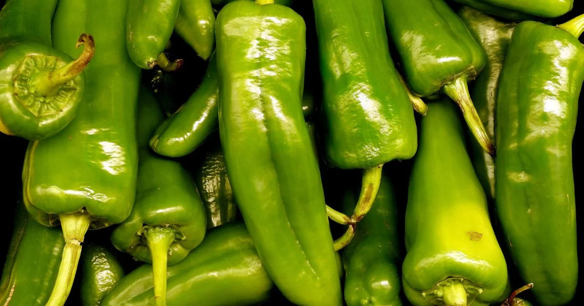Hatch chili pepper - All about Heat, Flavor, Uses, Substitutes 🌶️