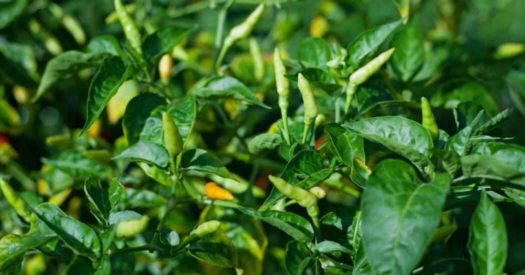 Hatch chili pepper - All about Heat, Flavor, Uses, Substitutes 🌶️