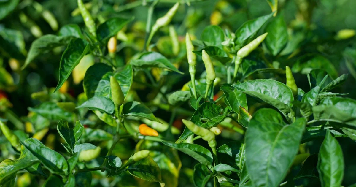 Hatch chili pepper - All about Heat, Flavor, Uses, Substitutes 🌶️