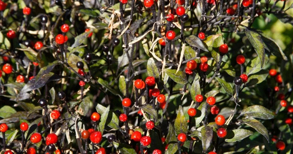 Chiltepin pepper - All about Heat, Flavor, Uses, Substitutes | HolisticWow