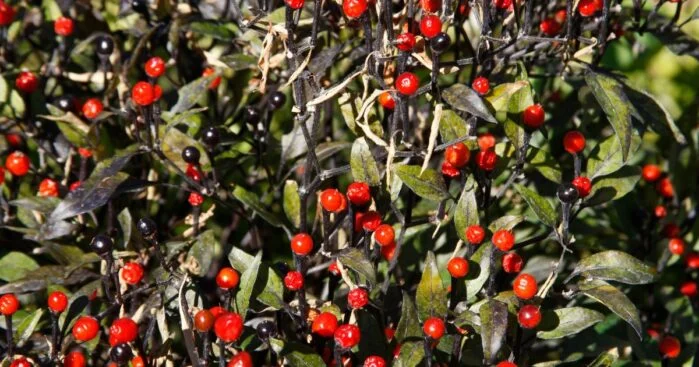 Chiltepin pepper - All about Heat, Flavor, Uses, Substitutes | HolisticWow