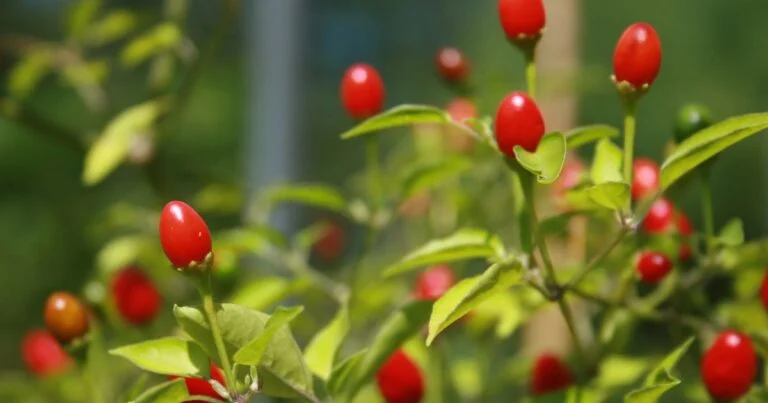 Chiltepin pepper - All about Heat, Flavor, Uses, Substitutes | HolisticWow