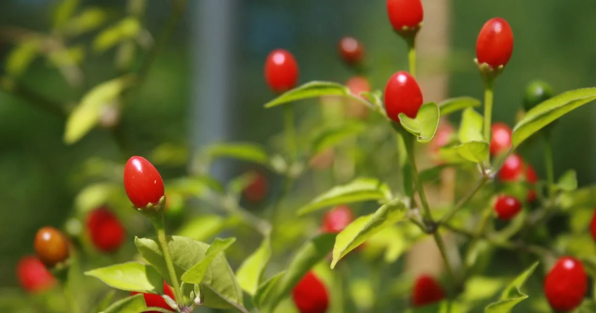 Chiltepin pepper - All about Heat, Flavor, Uses, Substitutes | HolisticWow