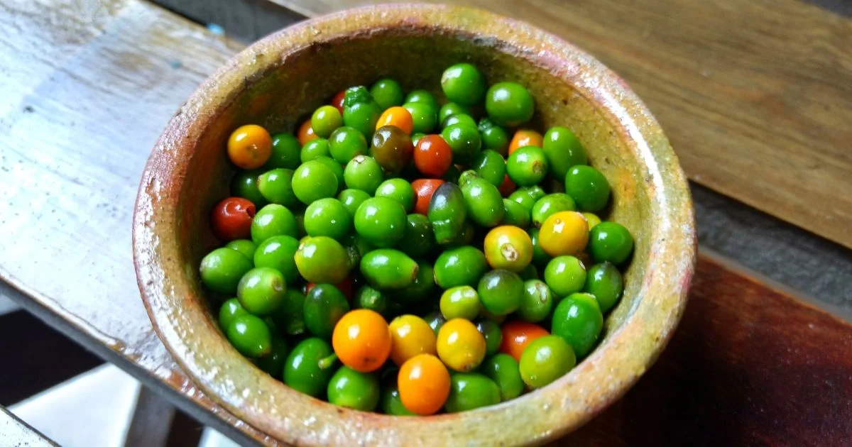 Chiltepin pepper - All about Heat, Flavor, Uses, Substitutes | HolisticWow