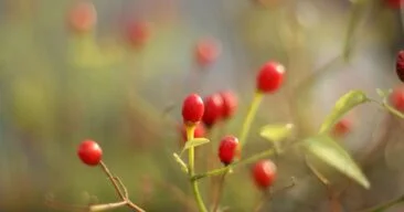 Chiltepin pepper - All about Heat, Flavor, Uses, Substitutes | HolisticWow