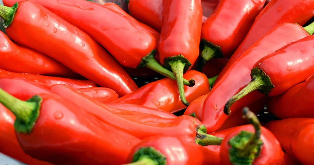 Fish pepper – All about Heat, Flavor, Uses, Substitutes 🌶️