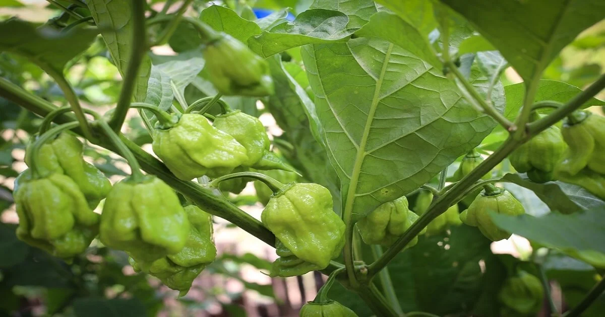 Naga Viper Pepper - All about Heat, Flavor, Uses, Substitutes | HolisticWow