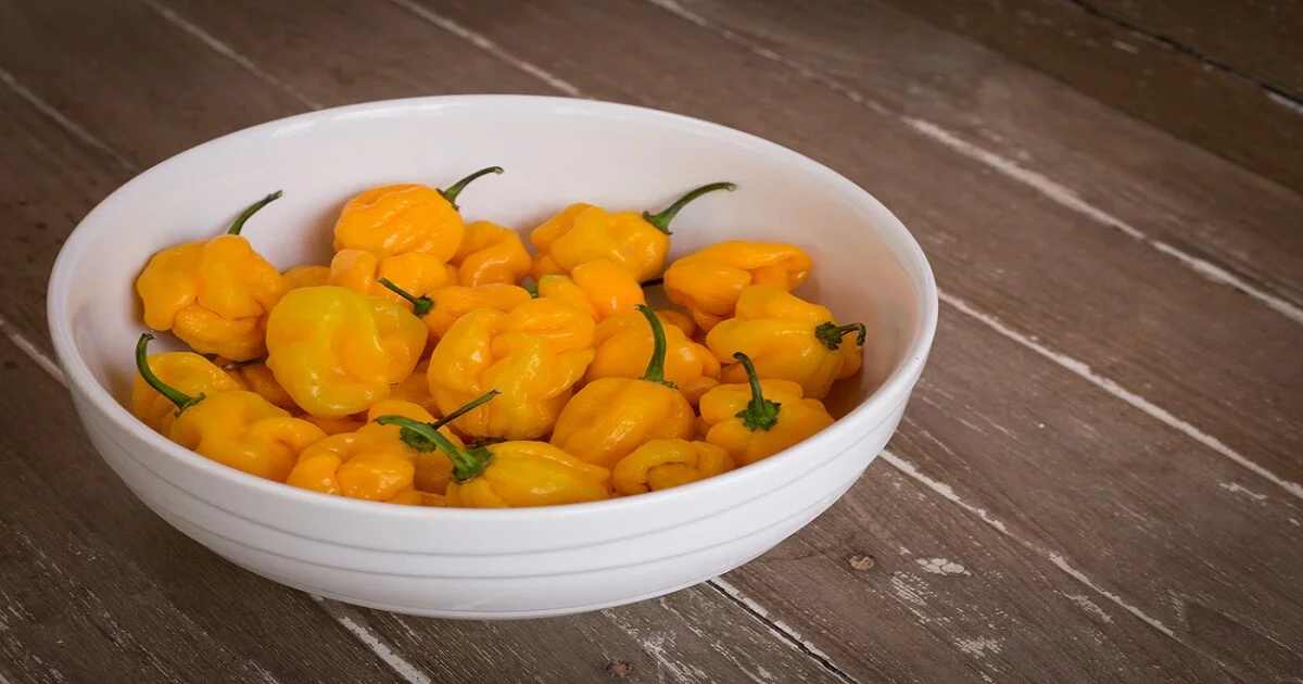 Naga Viper Pepper - All about Heat, Flavor, Uses, Substitutes | HolisticWow
