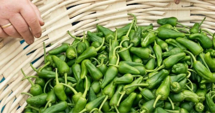 Padrón pepper - All about Heat, Flavor, Uses, Substitutes | HolisticWow