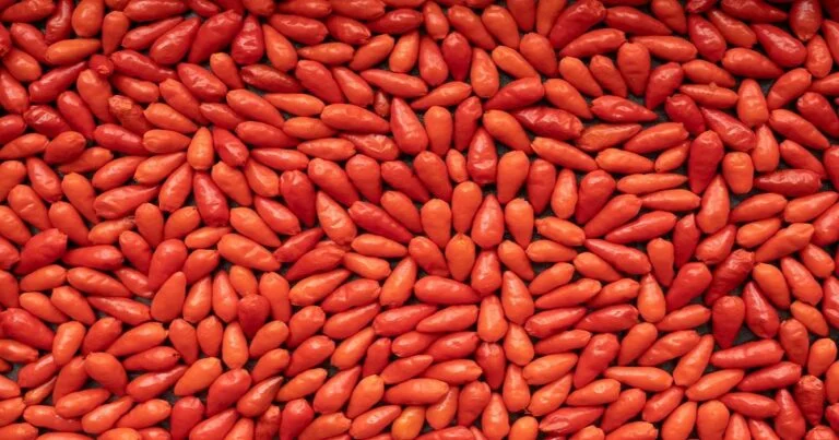 Pequin pepper - All about Heat, Flavor, Uses, Substitutes | HolisticWow