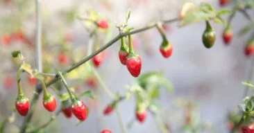 Pequin pepper - All about Heat, Flavor, Uses, Substitutes | HolisticWow