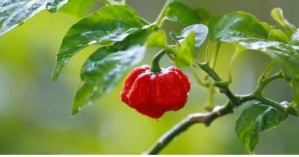 Trinidad Moruga Scorpion pepper - All about Heat, Flavor, Uses ...