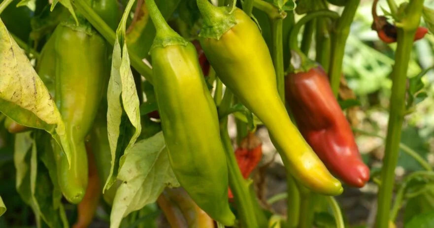 Anaheim pepper - All about Heat, Flavor, Uses, Substitutes | HolisticWow