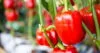 Health Benefits of Red Peppers: a Nutritional Powerhouse | HolisticWow