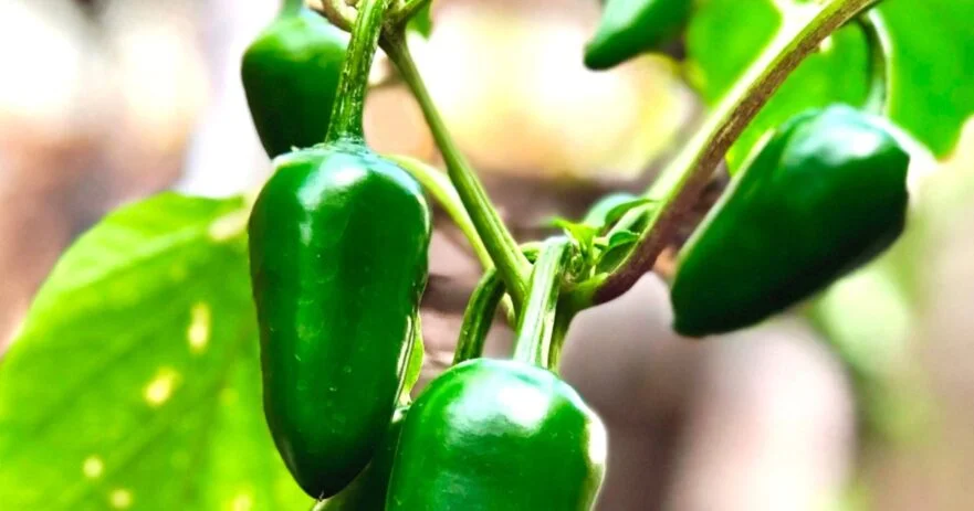 Jalapeño Health Benefits: How it can Spice Up Your Health | HolisticWow