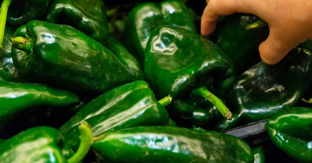 Poblano Pepper - All about Heat, Flavor, Uses, Substitutes | HolisticWow