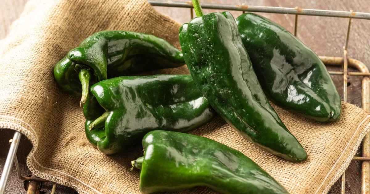 Poblano Pepper - All about Heat, Flavor, Uses, Substitutes | HolisticWow