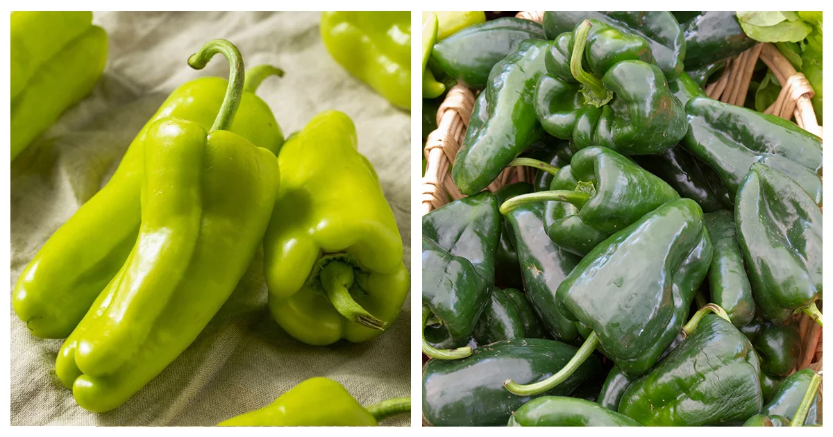 Cubanelle VS Poblano: How Are They Different? | HolisticWow