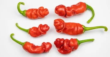 Peter pepper - All about Heat, Flavor, Uses, Substitutes 🌶️