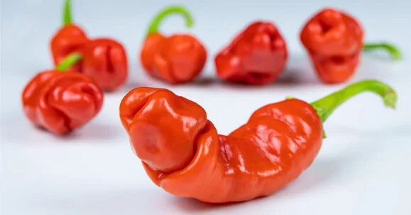 Peter pepper - All about Heat, Flavor, Uses, Substitutes 🌶️