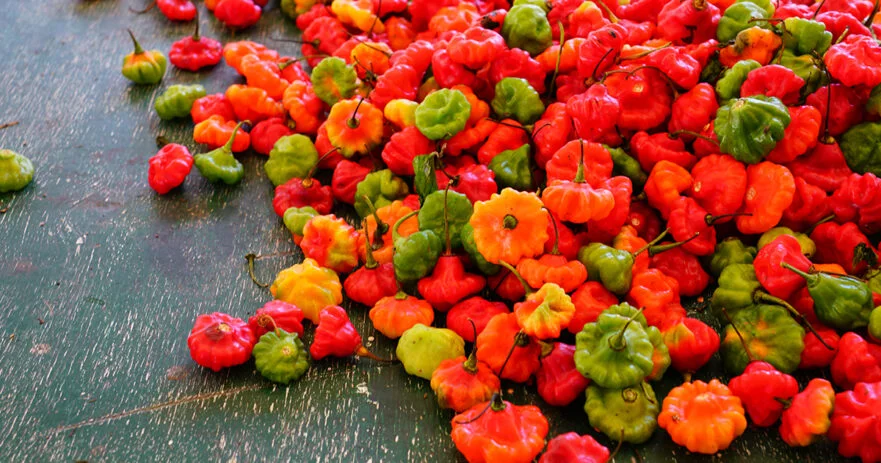 Habanero VS Scotch Bonnet: How Are They Different? | HolisticWow
