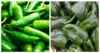 Anaheim Peppers VS Poblano: How Are They Different? | HolisticWow