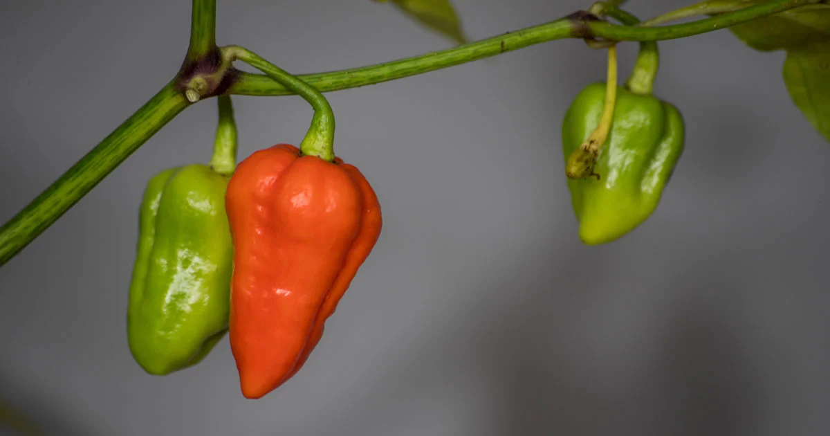 7 Pot Douglah Pepper - All about Heat, Flavor, Uses, Substitutes ...