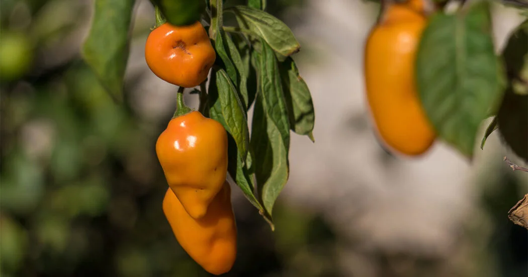 Manzano Pepper - All about Heat, Flavor, Uses, Substitutes 🌶️