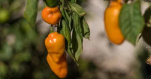 Manzano Pepper – All about Heat, Flavor, Uses, Substitutes 🌶️